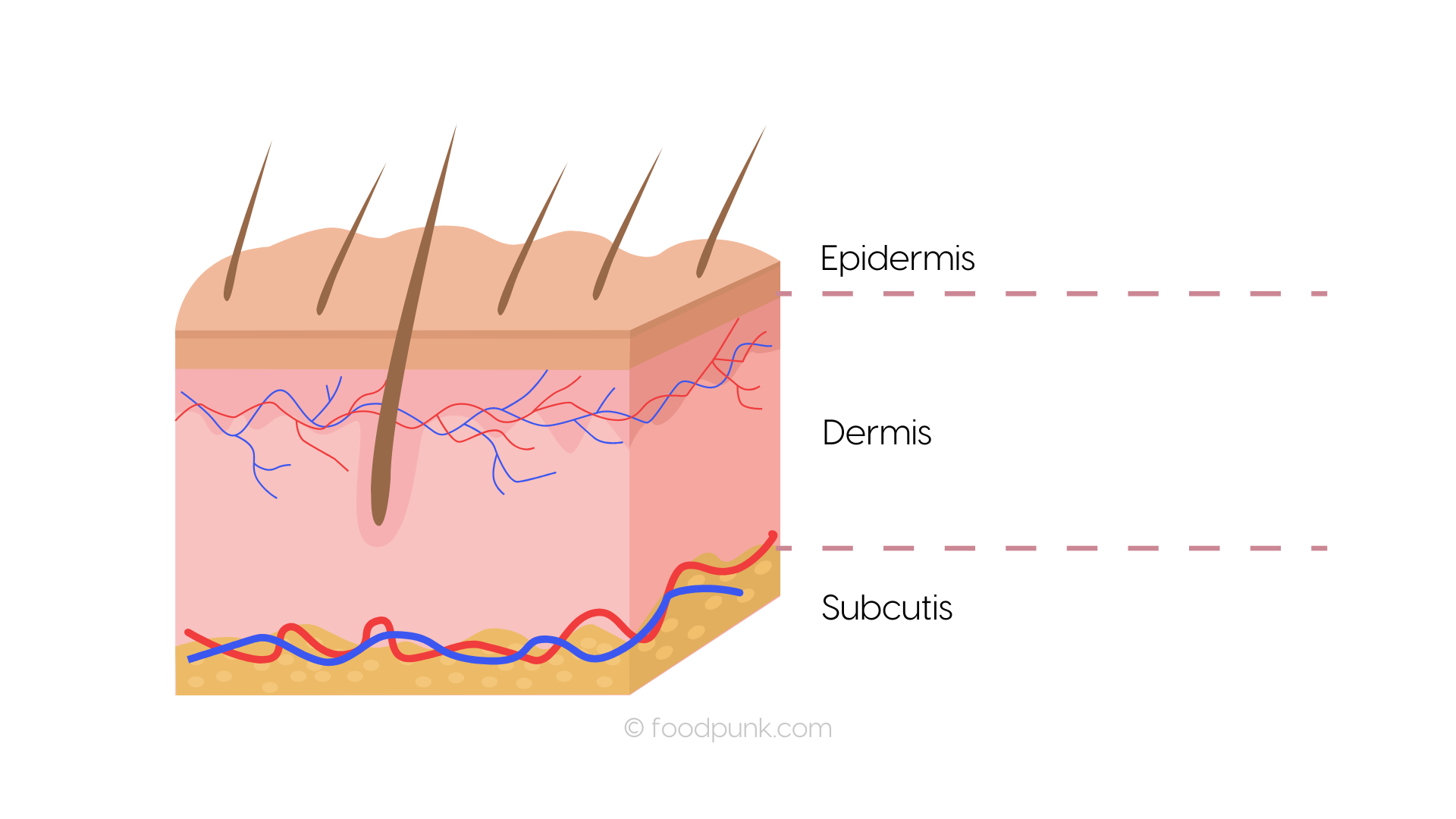 Die richtige Ernährung für gesunde Haut